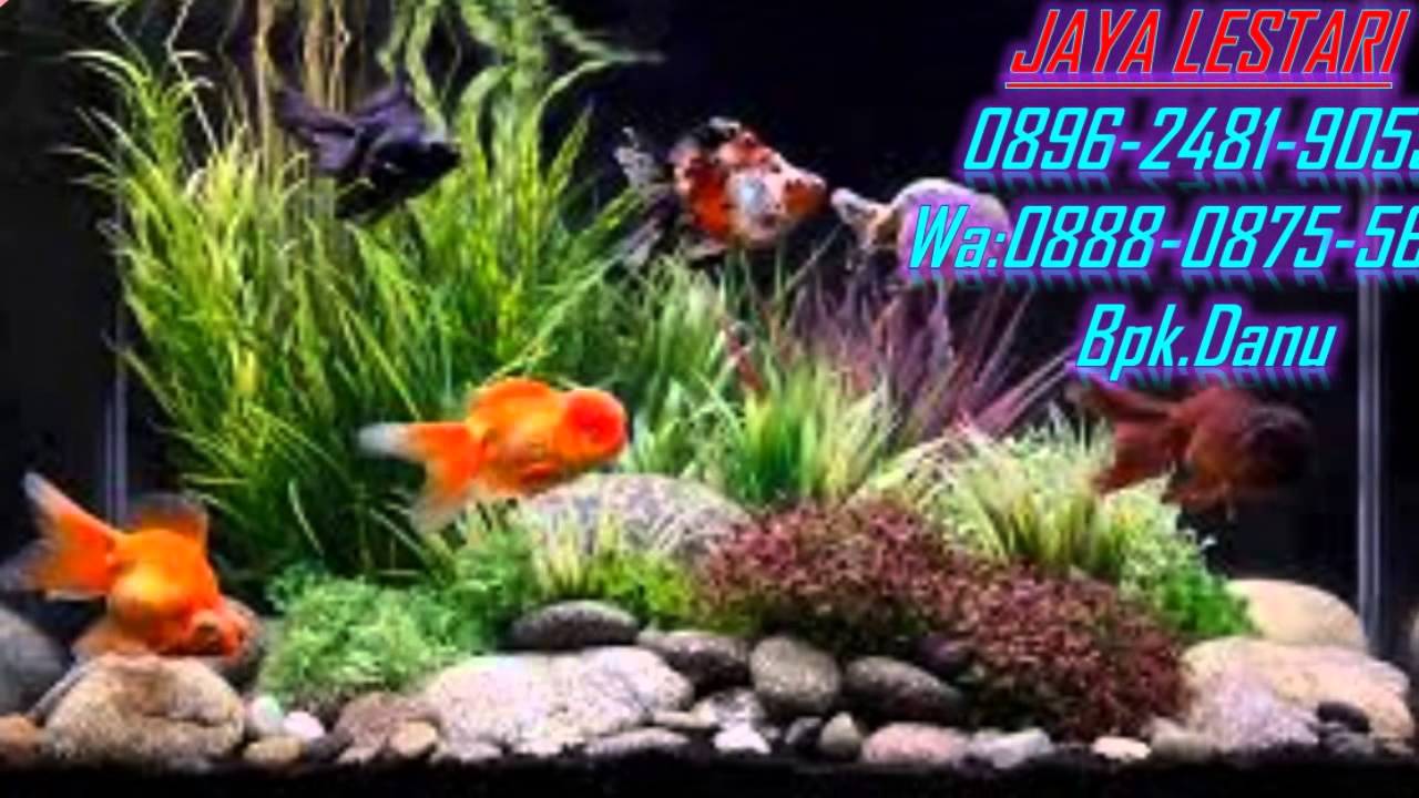 0896-2481-9055 (Tri), Dijual Aquarium Aquascape Di Bekasi Kota, Jual ...