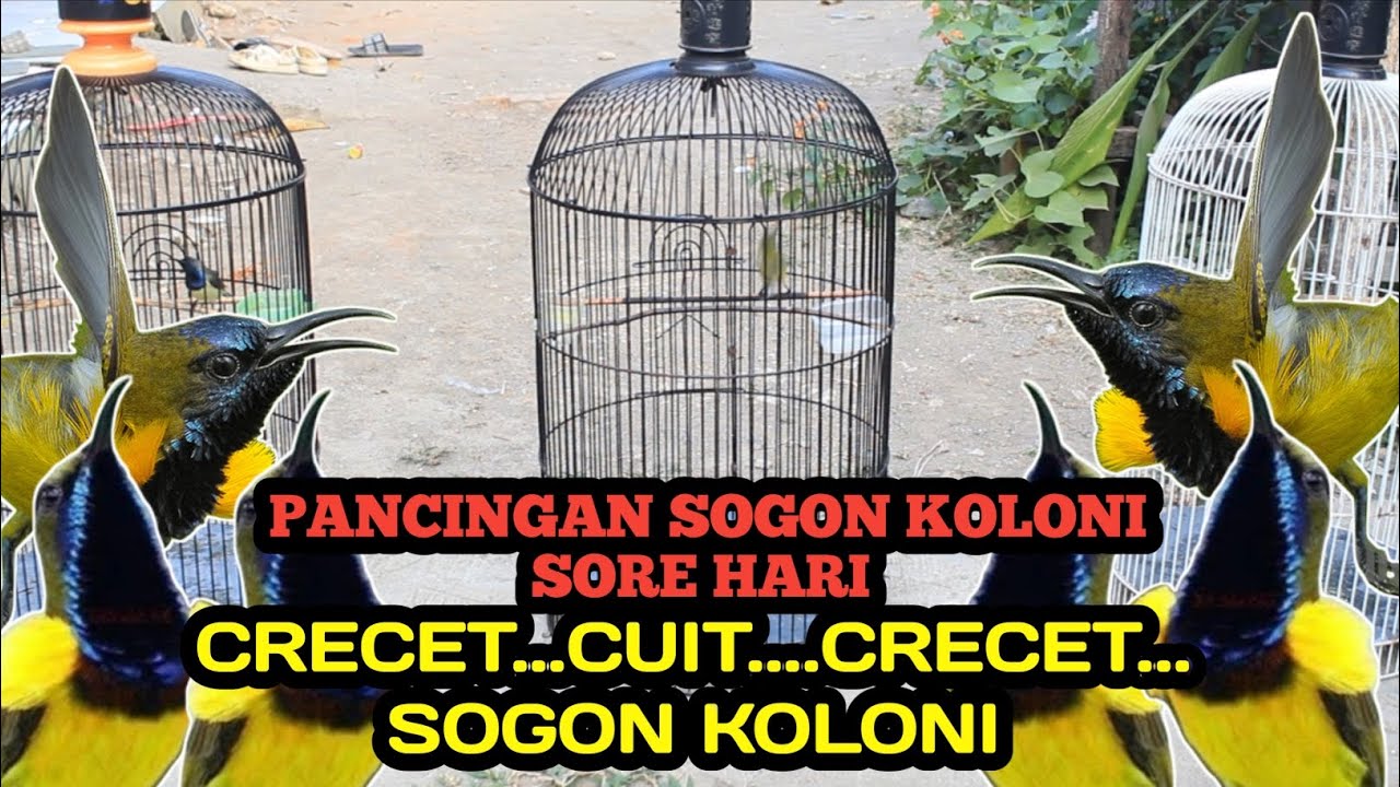SUARA SOGON KOLONI MAMPU MEMBUAT SOGON JADI GACOR SEKETIKA PANCINGAN ...