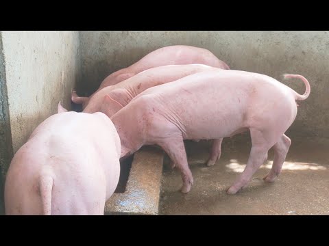 #41 Shorts Pig raising activities at home as a family. When feeding ...