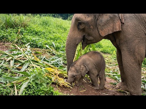Watch What This Baby Elephant Does While Mom Eats!