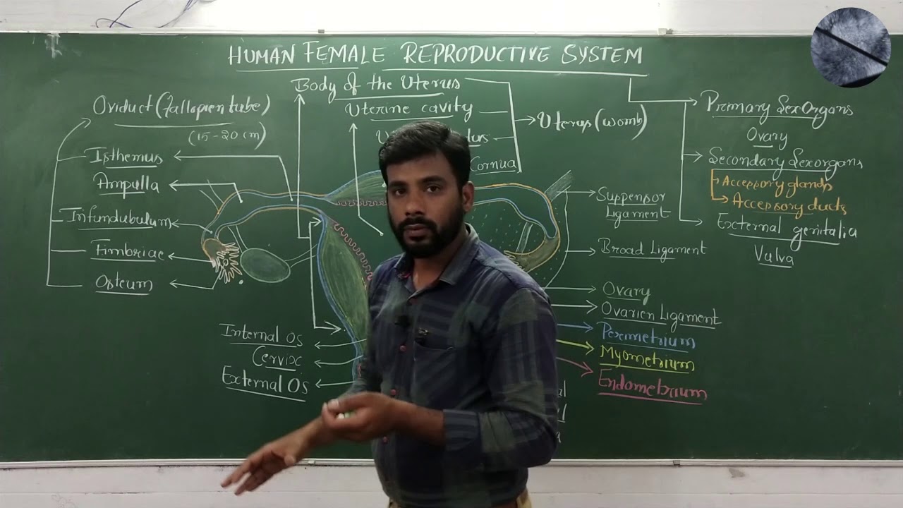 Human reproduction / NEET Biology 2021 / female repeoductive system ...