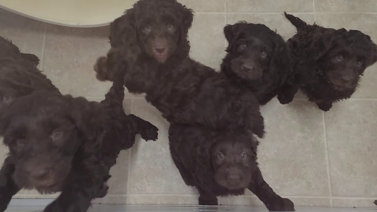 Morning time at Big Rock Labradoodles - YouTube