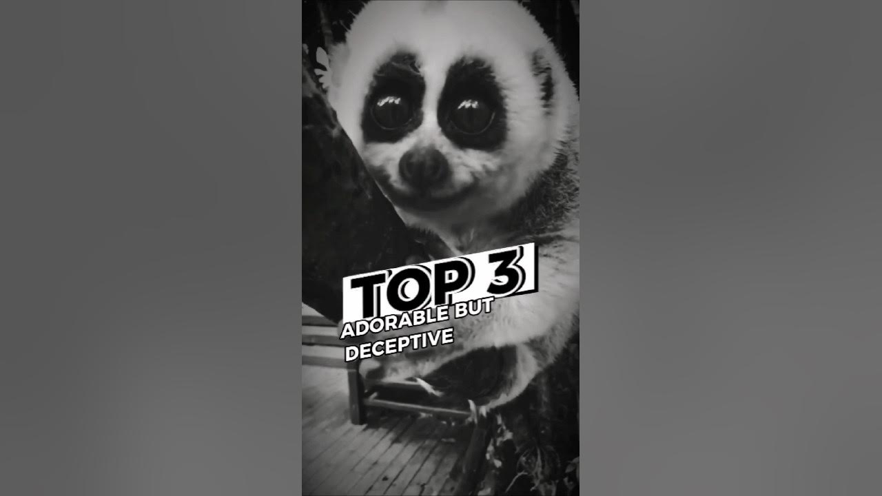 Top 3 Adorable But Deceptive Animals - YouTube