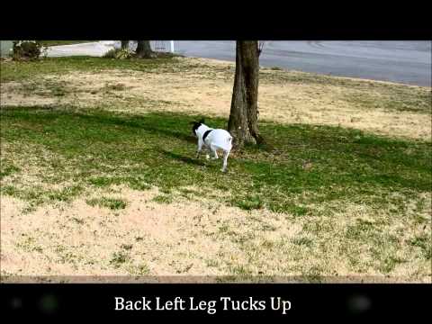 Why Does My Dog Kick Me With His Back Legs
