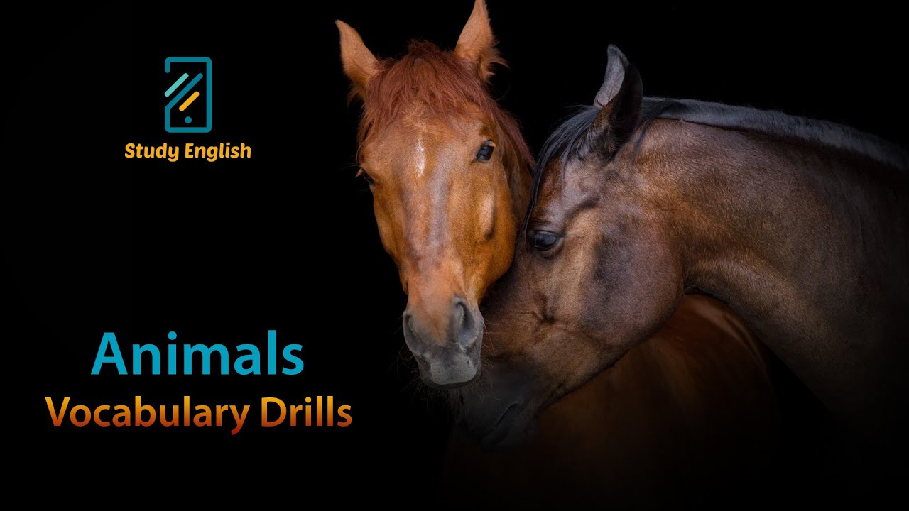 English Vocabulary Drills - Animals - YouTube