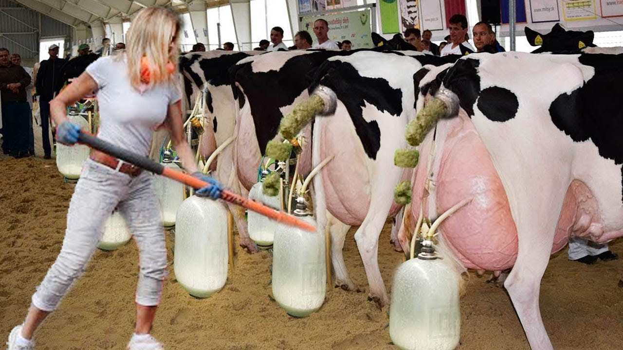 Pretty Ukrainian Girl Shave Cow Tails | Professional Hoofs Trimming ...