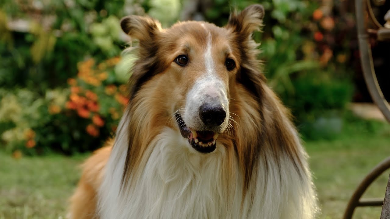 Lassie: A New Adventure Trailer (2024) | Out Now on Digital - YouTube