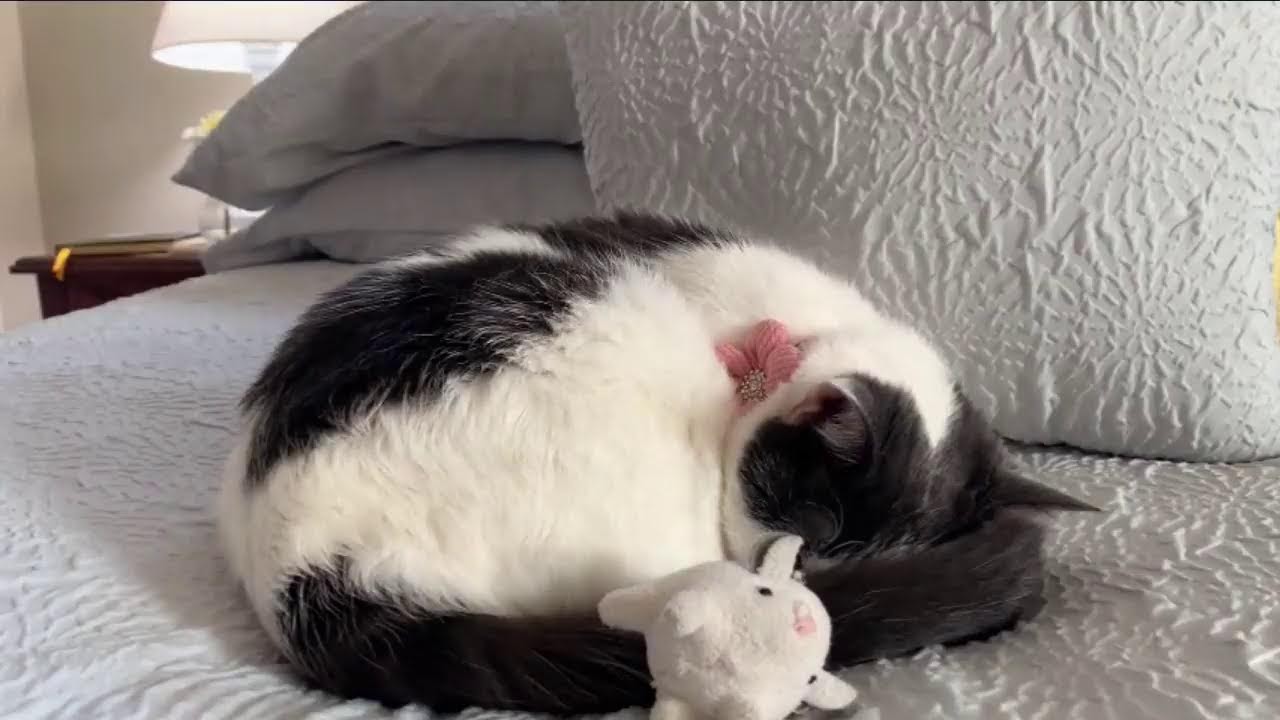 Sydney Cat Silent Livestream ~ Heal, Meditate, Relax, Unwind, Daydream ...