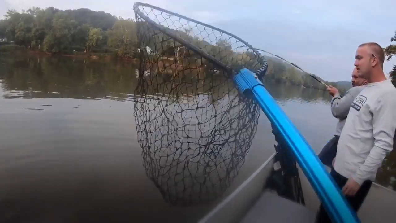 Muskingum River Flathead - YouTube