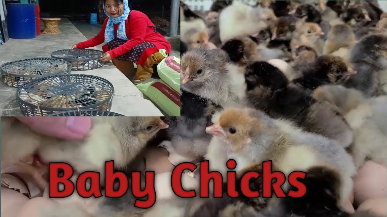 Baby Chicks Care Routine. Local Poultry Farm. #chicken #poultry # ...