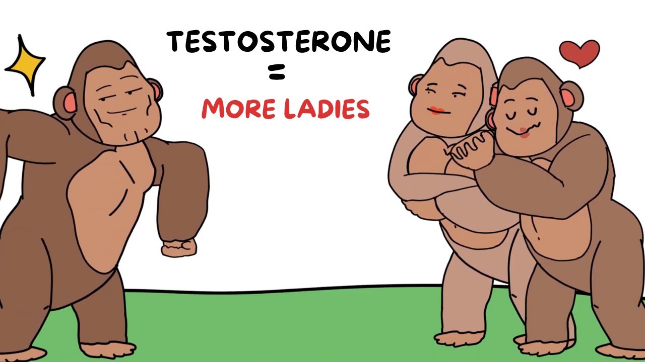 Boost Your Testosterone, Boost Your Dating Game Explained By Ape - YouTube