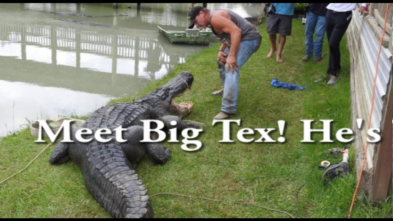 This Alligator Is the Largest Ever Caught Alive in Texas, Wildlife ...