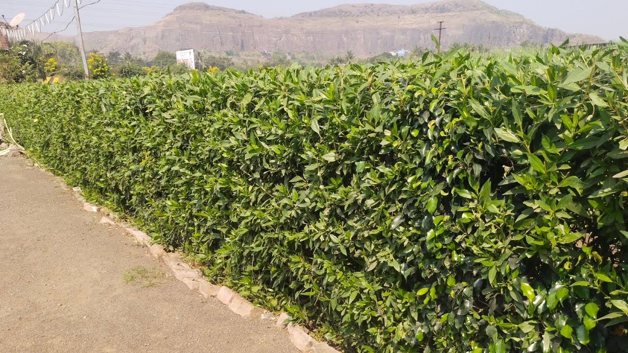 8879307716/8830040793 ||सजीव कंपाऊंड||कोनोकारपस||Plant Compound ...