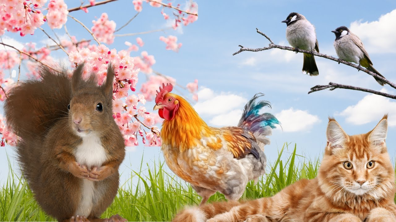 Wild animals around us: Squirrel, Rooster, Cat, Bird, ... - YouTube