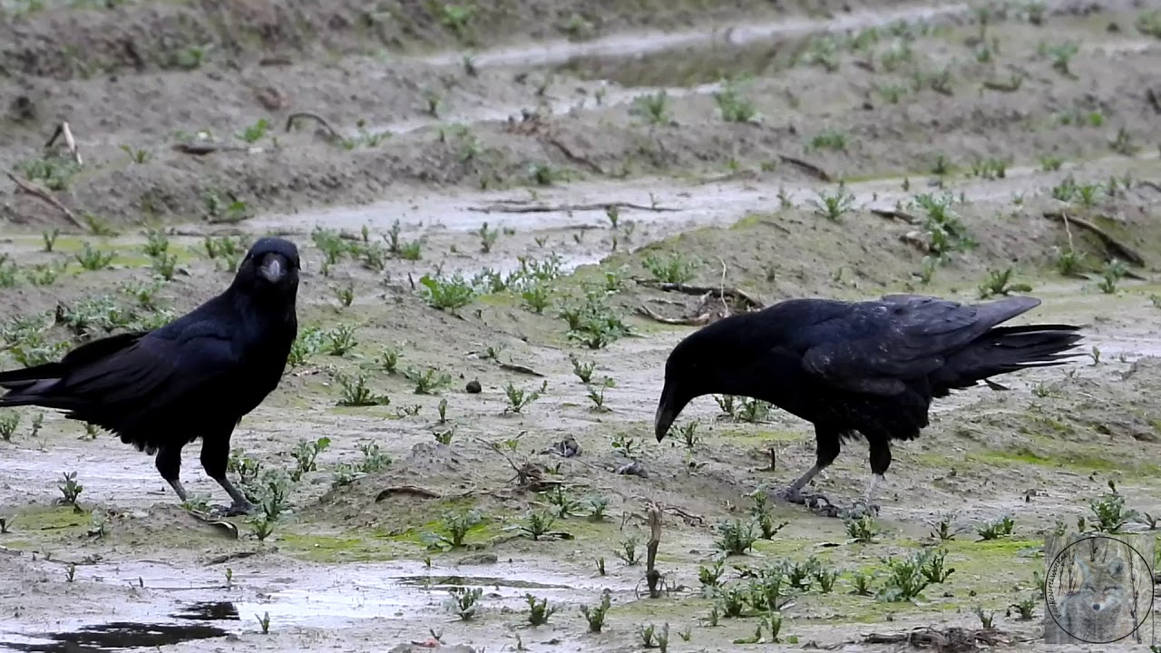 Turn up your sound - young raven begs for food with a lovely tinkling ...