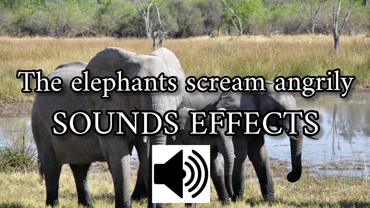The elephants scream angrily🐘 - Effects sounds - YouTube