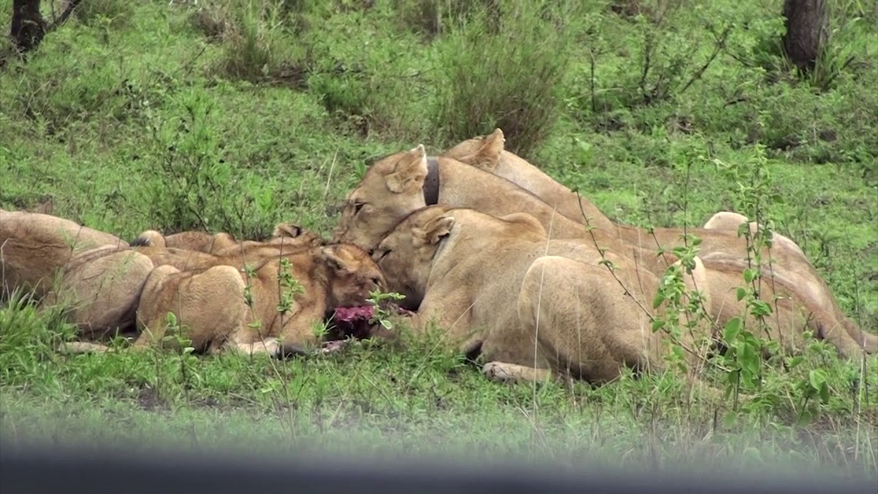 Cats from Tanzania - YouTube