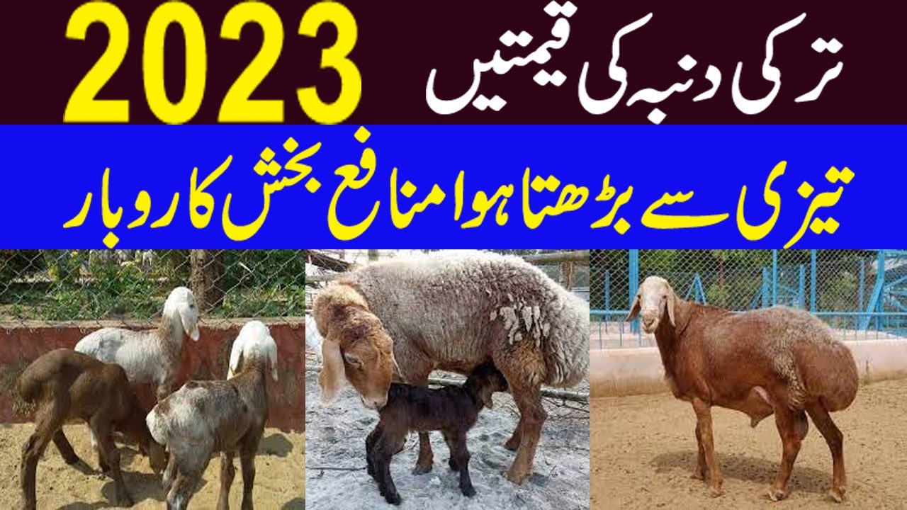 Turkey Dumba New Price 2023 | Turkey Dumba Farming Business | Turkey ...