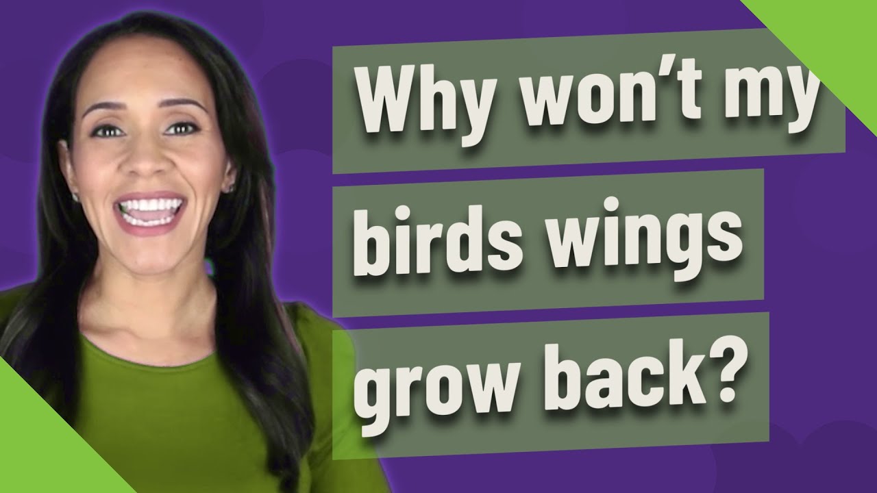 why-won-t-my-birds-wings-grow-back-youtube