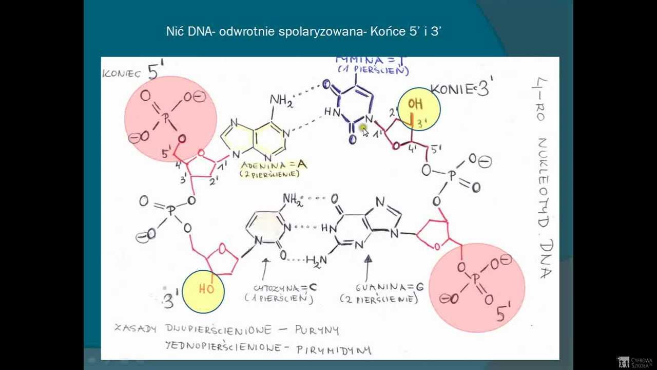 Biologia - Budowa DNA - YouTube
