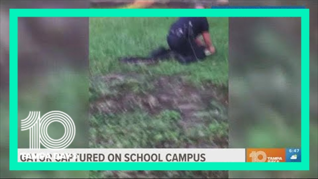 Florida police officer wrangles 7-foot gator at Polk County elementary ...