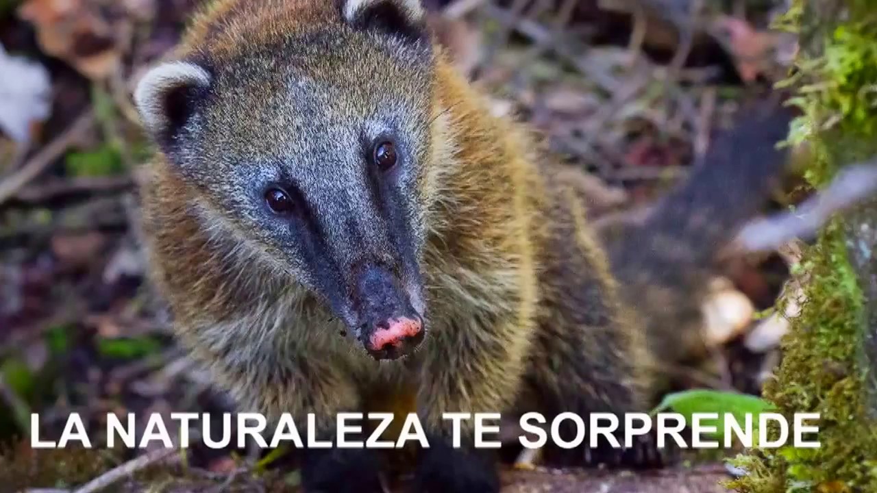 Mishasho de bosques nublados - YouTube