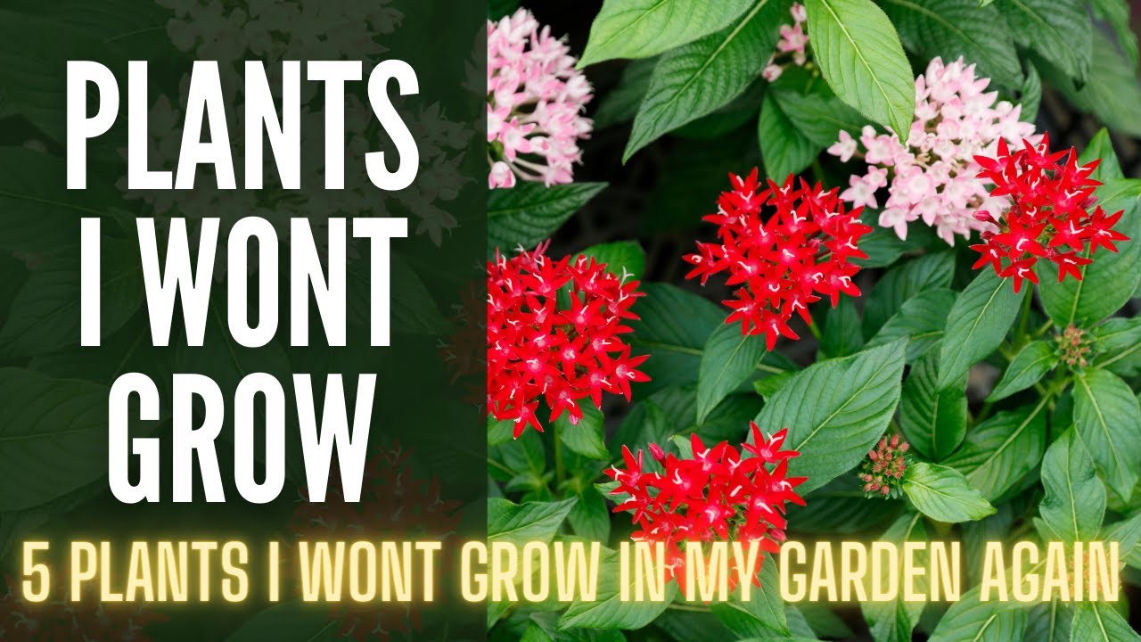 5 Plants I WON'T GROW AGAIN! 🌺 || What Not To Grow || Plants Not To ...