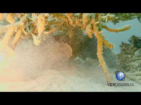 Scuba diving in the red sea Moray eel eating a Stone fish