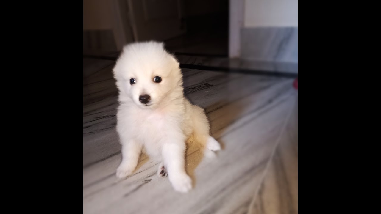 Indian spitz puppy play with me🐕🐕 - YouTube