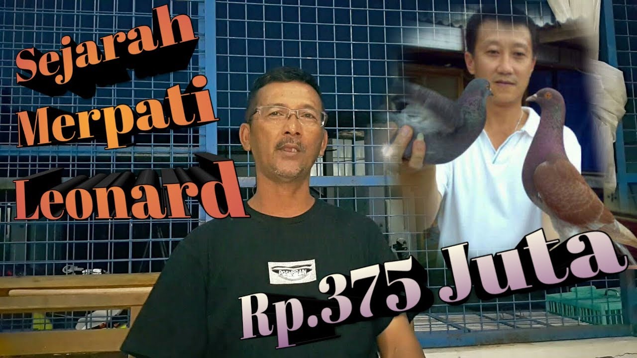 SEJARAH MERPATI LEONARD & NAMA MERPATI SANGSANG - YouTube