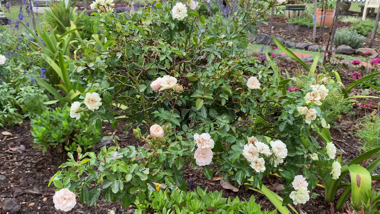 Green Ice . Rose series - YouTube