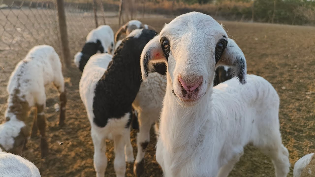 Amazing Lamb Sound Effect - YouTube
