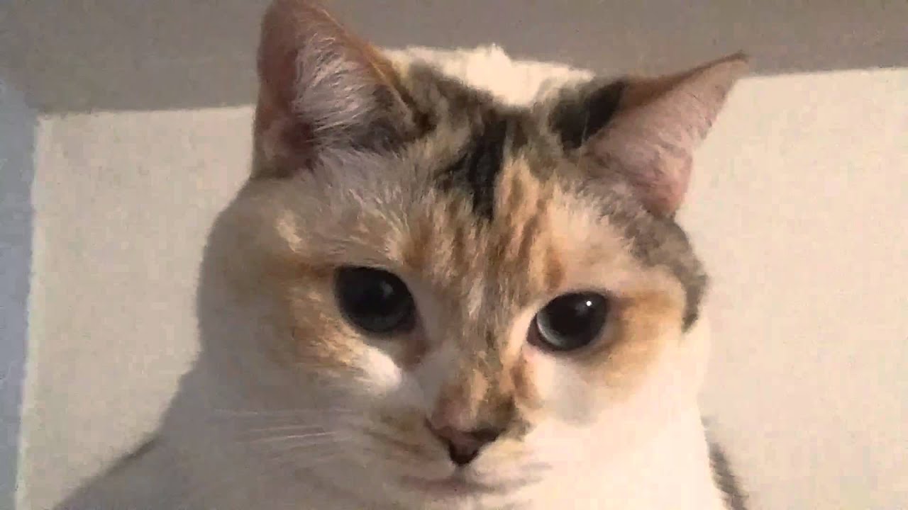 Hissing Cat - YouTube