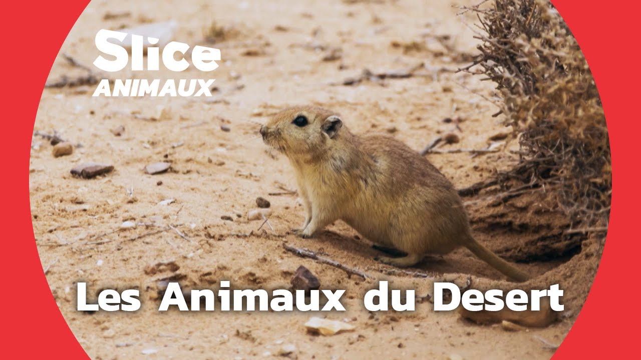 Les Zoologistes du Desert I SLICE ANIMAUX - YouTube