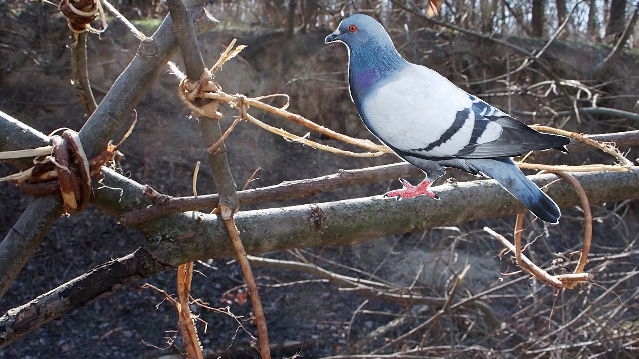 Vietnamese Bird Snare Trap YouTube Vietnamese Bird Snare Trap YouTube
