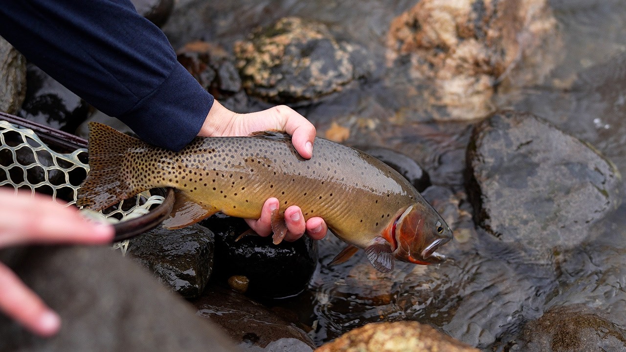 Hidden Trout Stream in One of the Busiest National Parks - YouTube