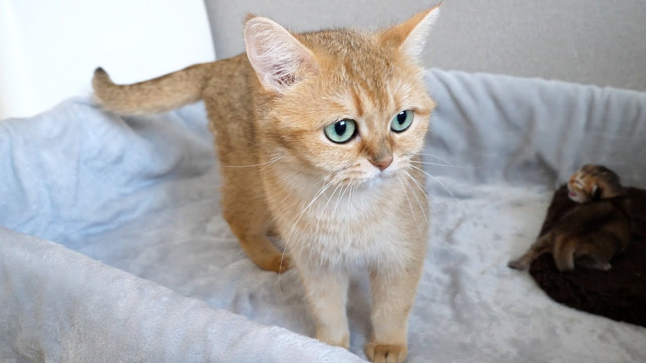 Cute kitten is startled by a grandma cat who suddenly appears... - YouTube