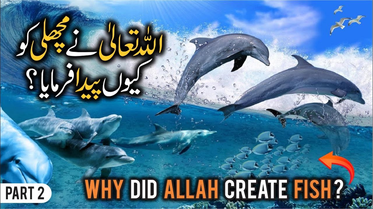 Why did Allah create the fish | Part 2 | mgarhpk | #islam #urdu - YouTube