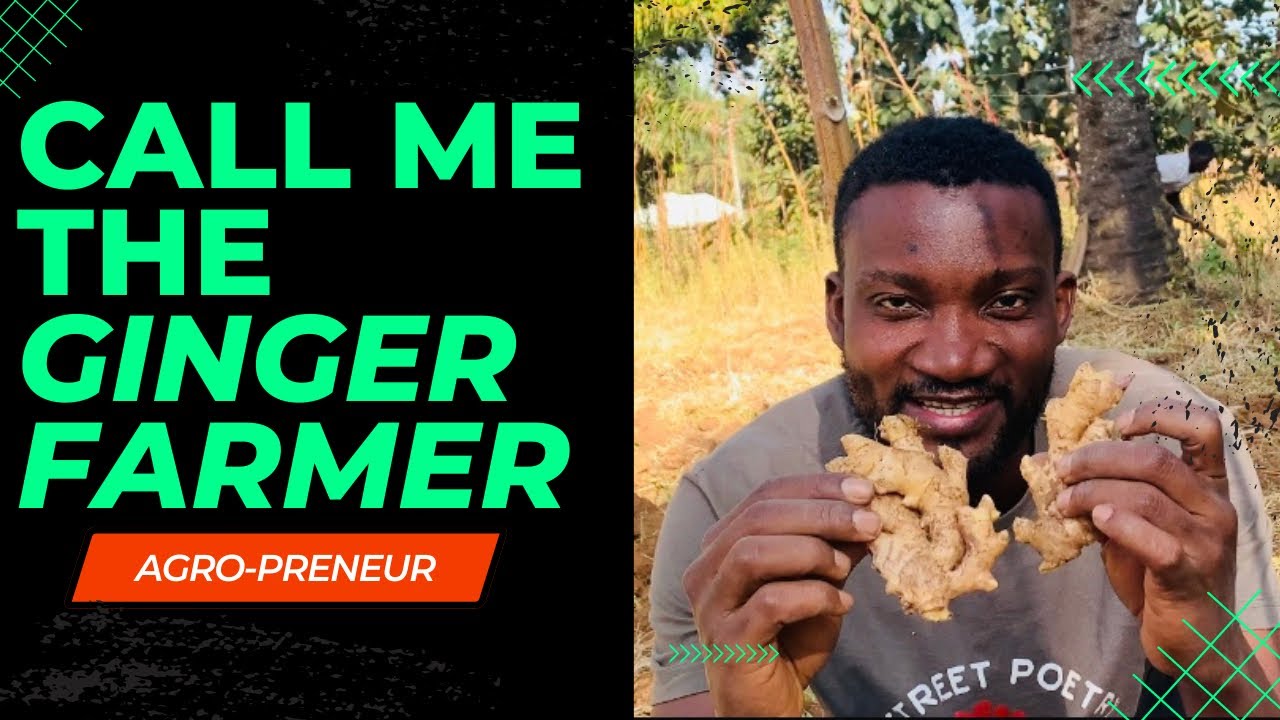Practical Steps To Ginger Farming. #smartfarmer #ancientstyle - YouTube