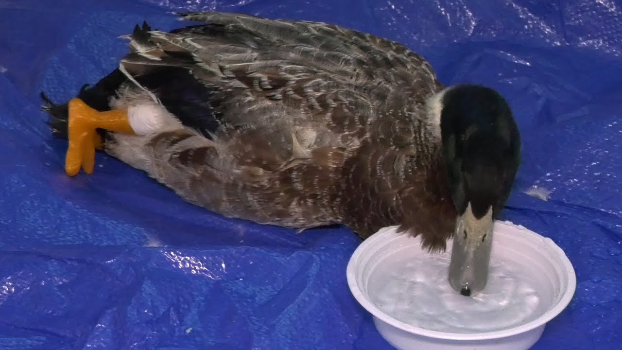 RA Students Meet Stumpy the Duck - YouTube