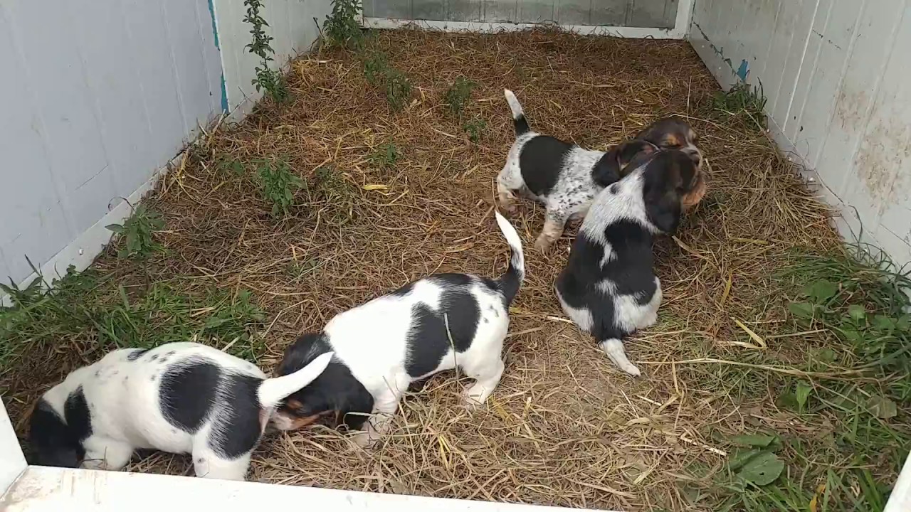 Pudgy Beagle pups at 3.5 weeks wrestling and growling - YouTube