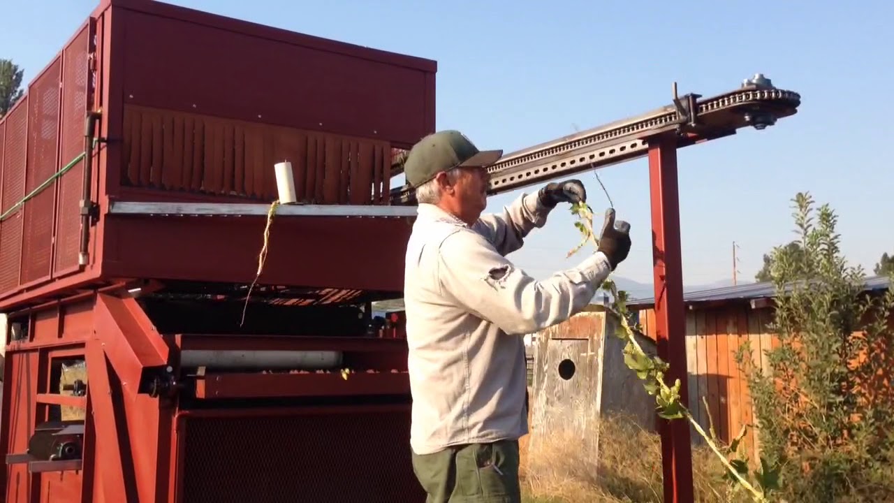 Chelan Valley Hops Harvest Part One - YouTube