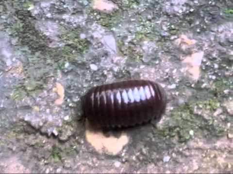 Giant Rollie Pollie - Thailand (Updated Video Available) - YouTube