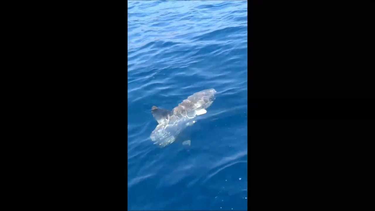 Sunfish Sun Bathing - YouTube