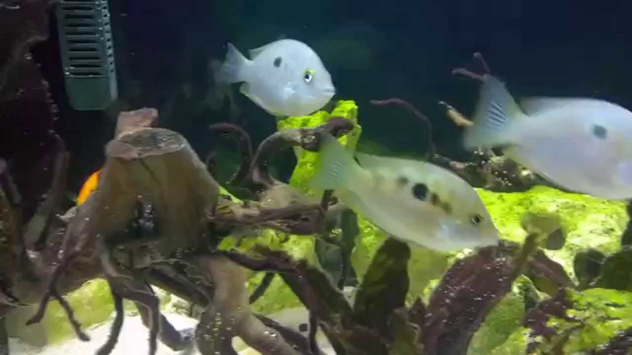 Wild caught orange chromides (Pseudetroplus maculatus) - YouTube