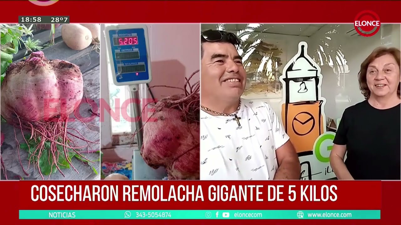 El secreto del huertero que cosecho la sorprendente remolacha gigante ...