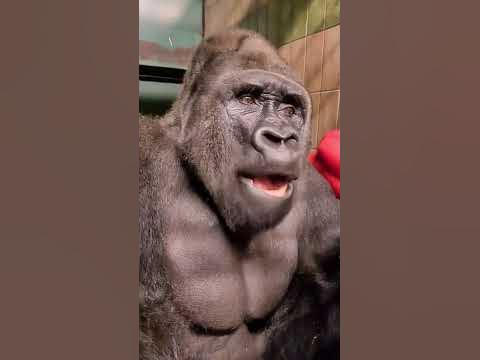 как горилла ест - YouTube