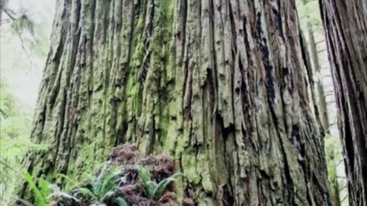 Redwood Trees Leaves