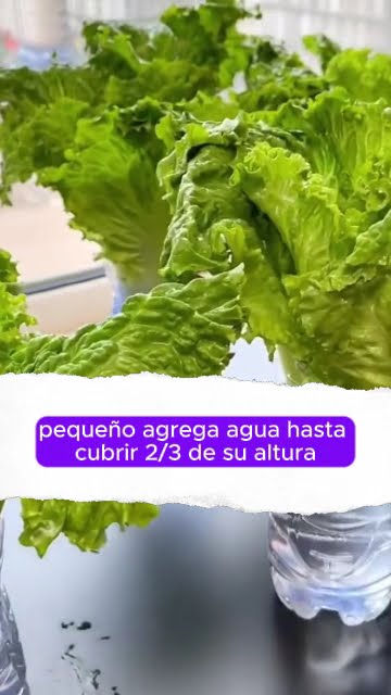 Así puedes cultivar cebolla, apio y lechuga en agua ¡sin jardín! 🧅🥬💧 ...