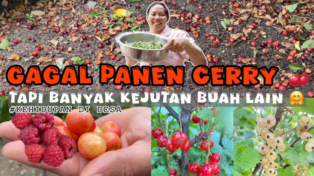 Panen Cherry Gagal, Tapi Dapat Kejutan Lain di Kebun Ini! - YouTube